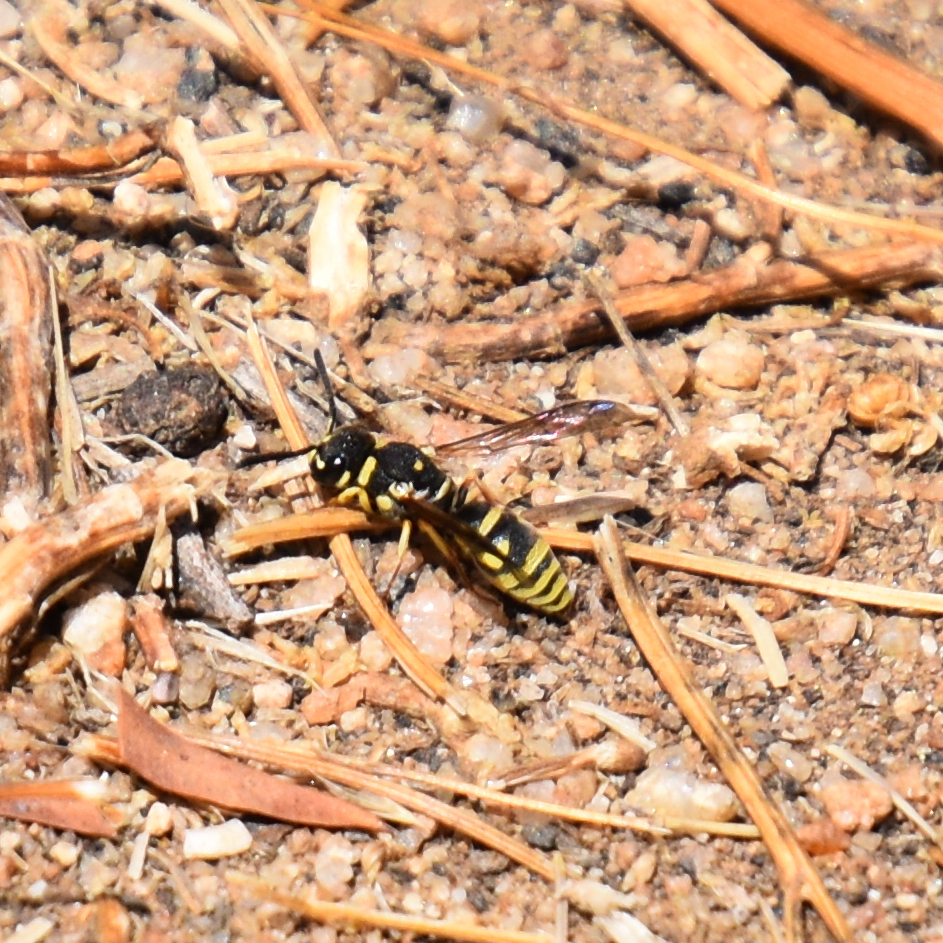 Stenodynerus from Riverside County, CA, USA on July 08, 2019 at 10:59 ...