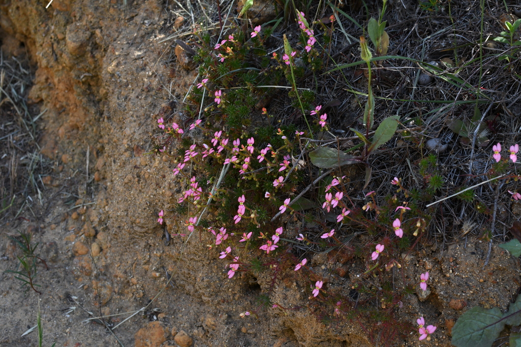 Stylidium recurvum from Martin WA 6110, Australia on October 24, 2024 ...