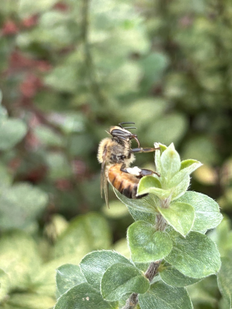 Western Honey Bee from Gall Blvd, Zephyrhills, FL, US on September 15 ...