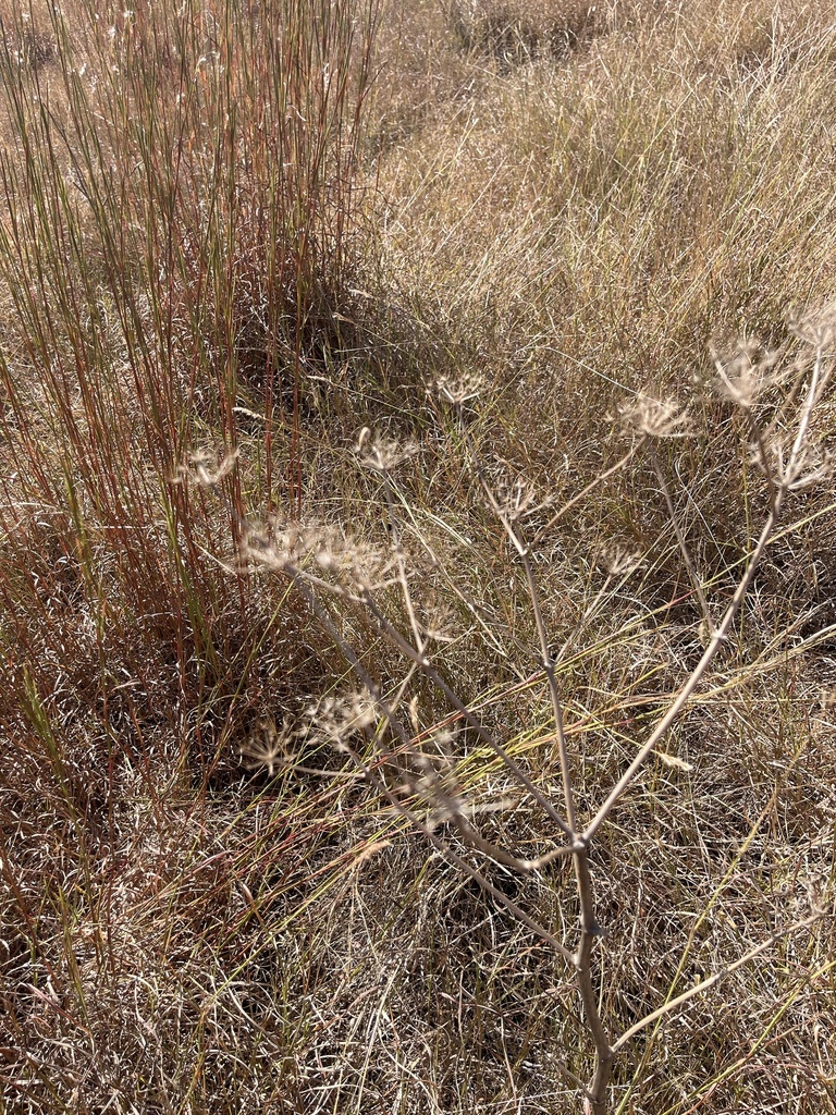 Texas Prairie Parsley from Cow Creek Road, Bertram, TX, US on October ...