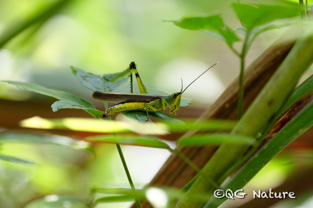 Yellow-spined Bamboo Locust from 中国浙江省金华市婺城区 on October 24, 2024 at 10: ...