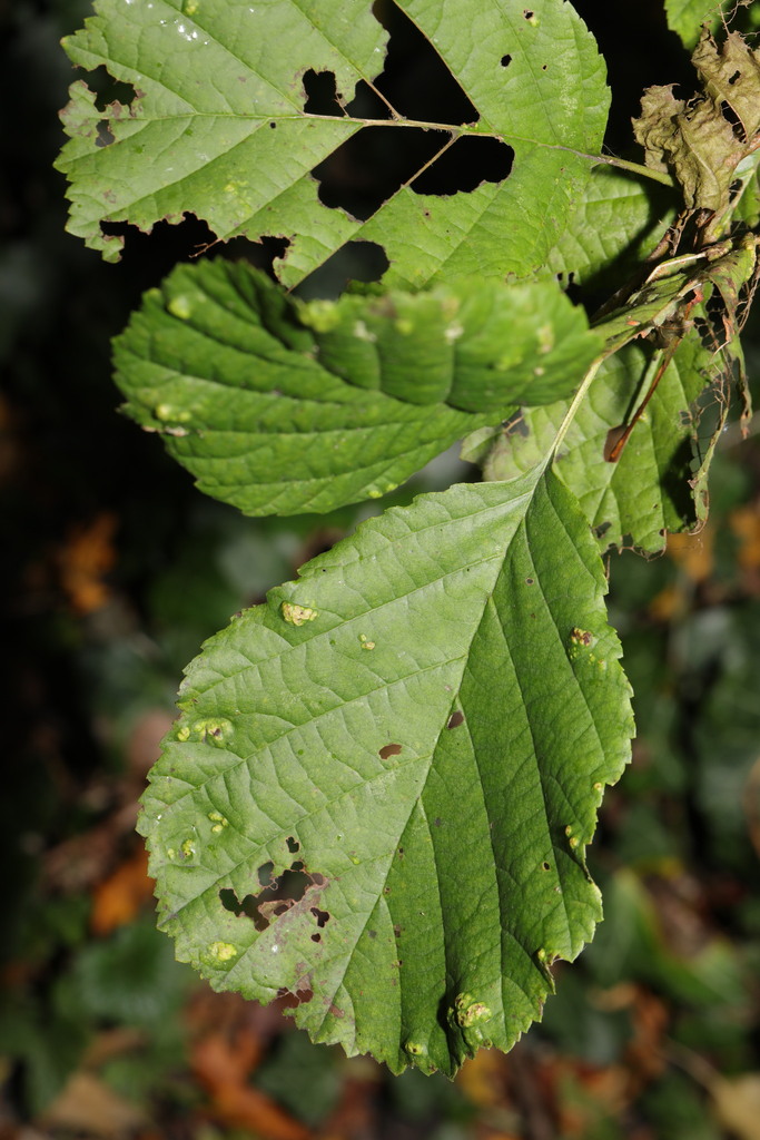 common alder from Court Farm Woods, Court Avenue, Halewood, Liverpool ...