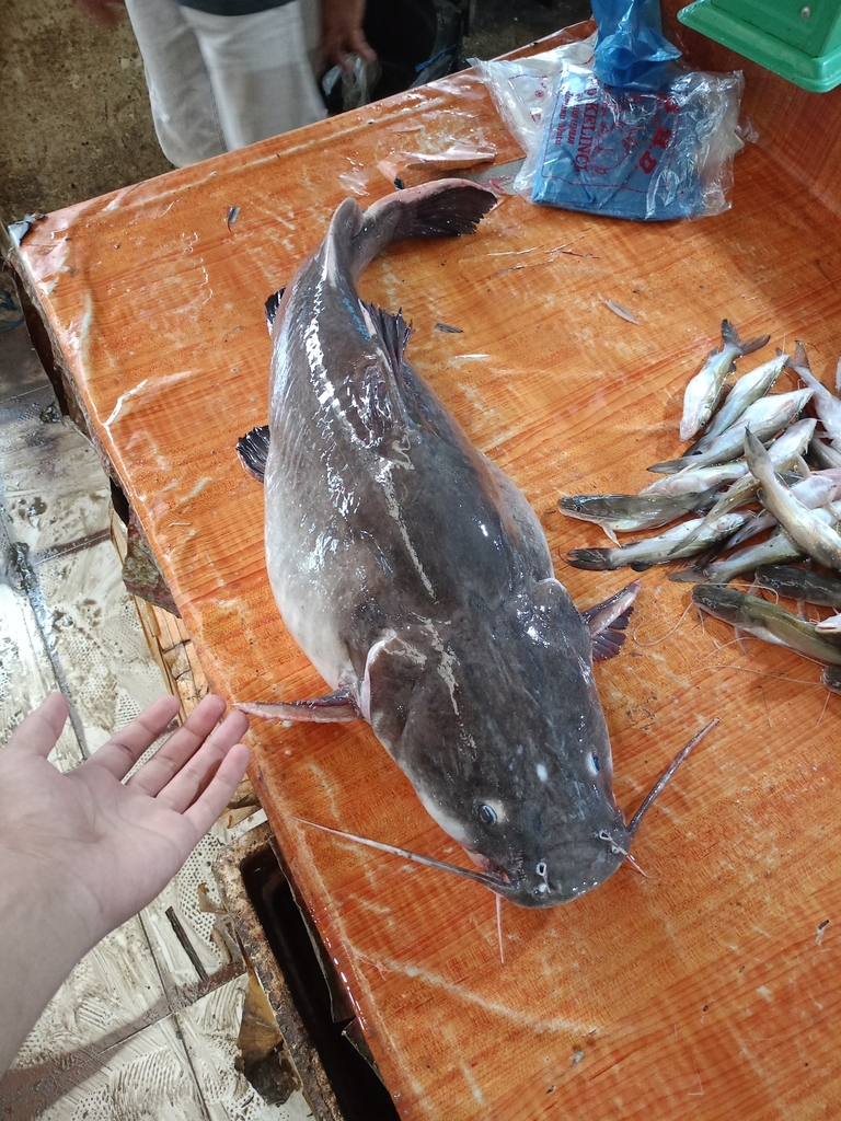 Crystal-eyed Catfish from Kampung Besar Kota, Rengat, Indragiri Hulu ...