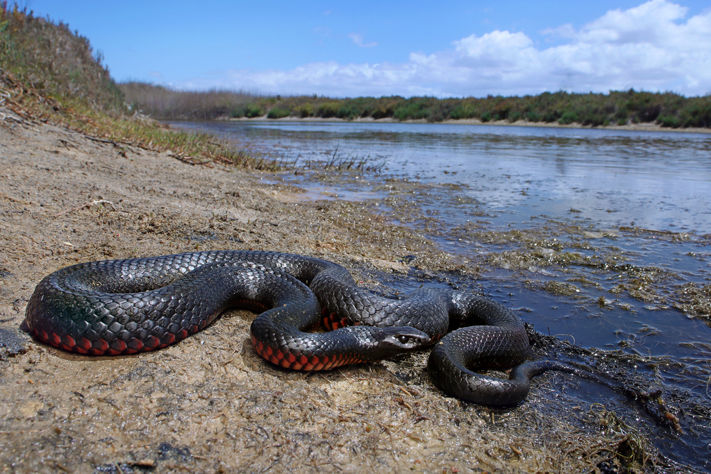 Red-bellied Black Snake (Pseudechis porphyriacus) - Snakes and Lizards