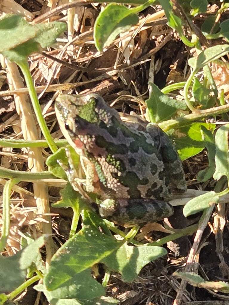 Spotted Chorus Frog from Clovis, NM 88101, USA on October 24, 2024 at ...