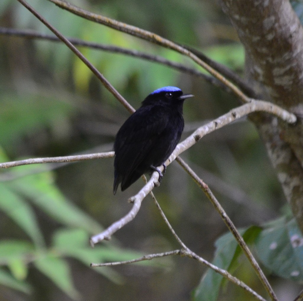 saltarín coroniceleste (Guía de Aves del Suroriente de Antioquia ...