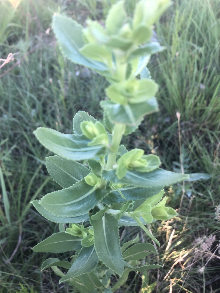 Curlycup Gumweed (Plants of Rosewood Nature Study Area) · iNaturalist