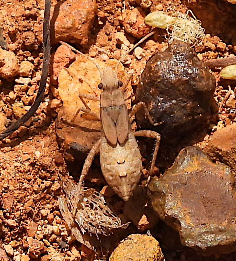 Alydinae from Lekwena Wildlife Estate, Potchefstroom, South Africa on ...