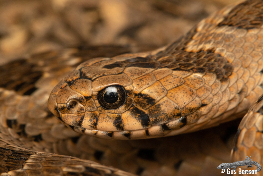 Rhombic Night Adder from Crestholme, Waterfall, 3655, South Africa on ...