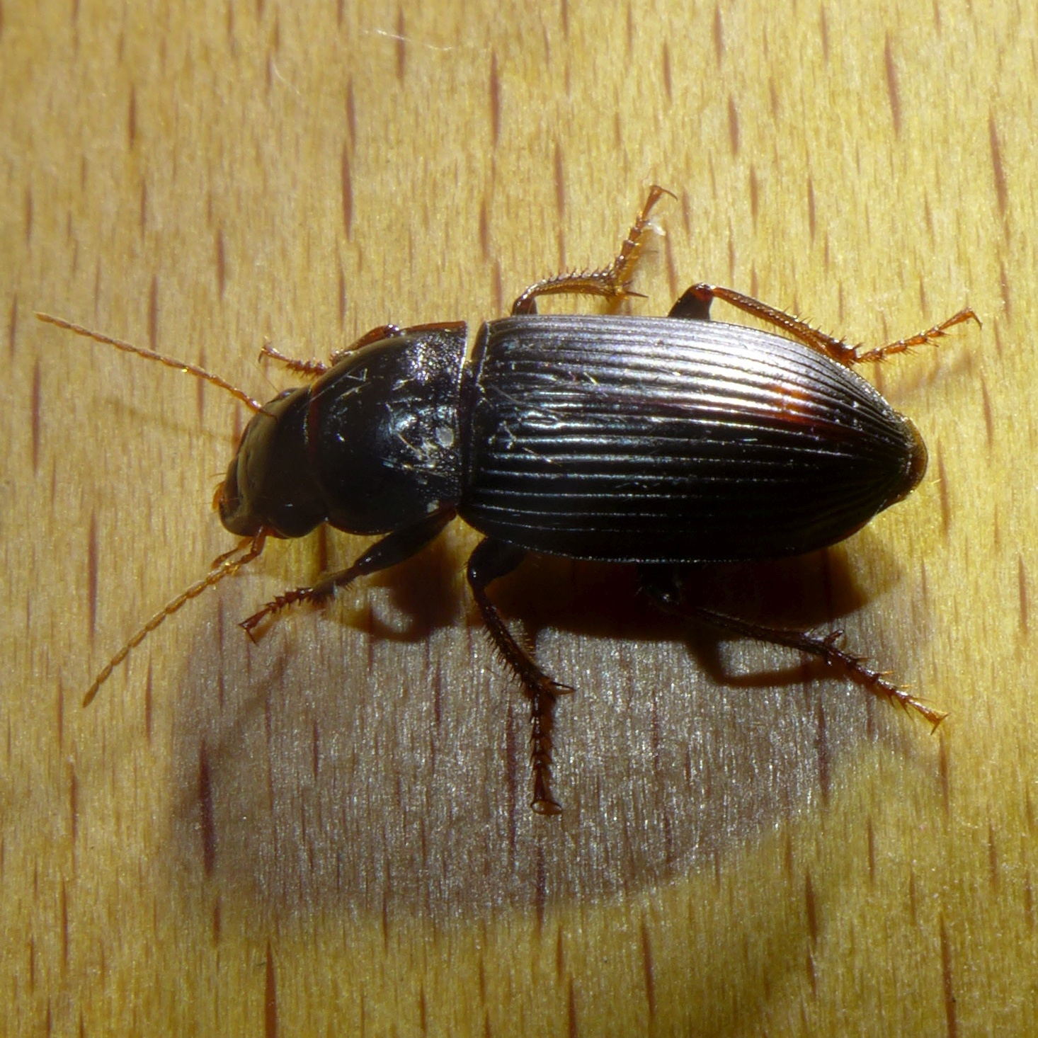 Harpalus calceatus (Duftschmid, 1812)