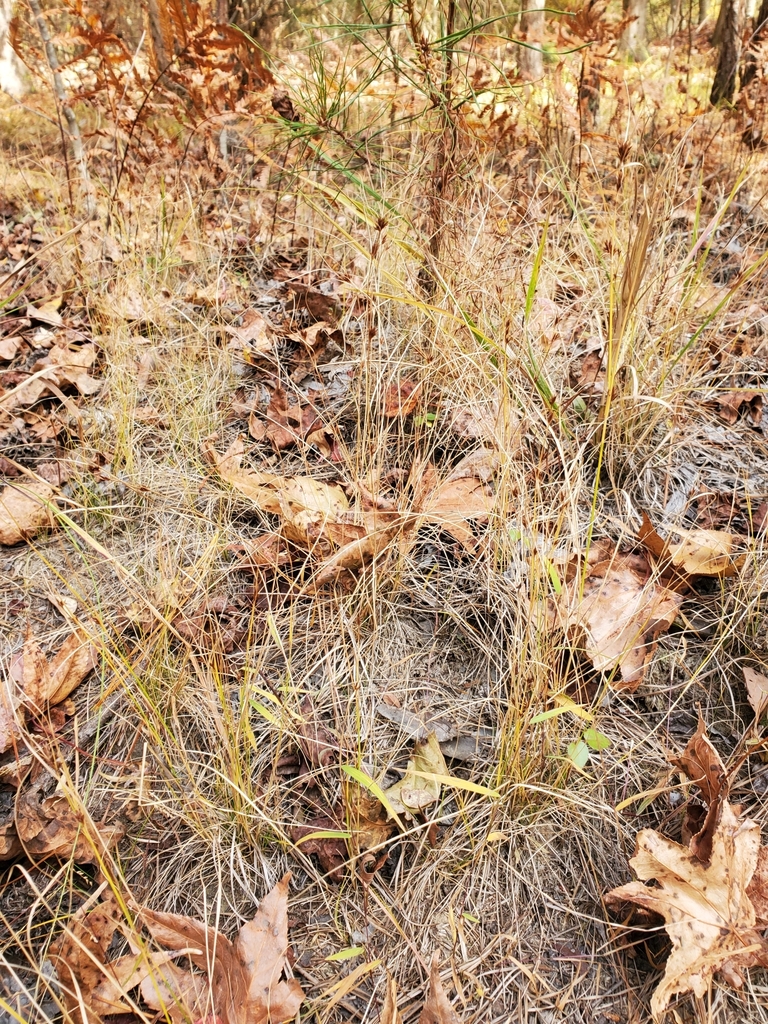 Beaksedges from Brookview, MD 21659, USA on October 24, 2024 at 12:45 ...