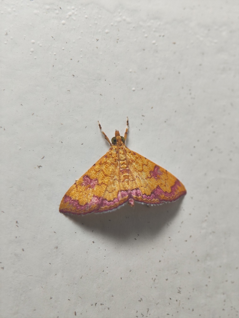 Isocentris filalis from 39W8+W4V, Erumathala West, Aluva, Kerala 683101 ...