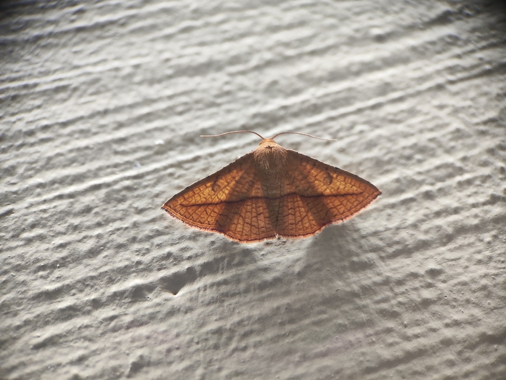 Striglina scitaria from 39W8+W4V, Erumathala West, Aluva, Kerala 683101 ...