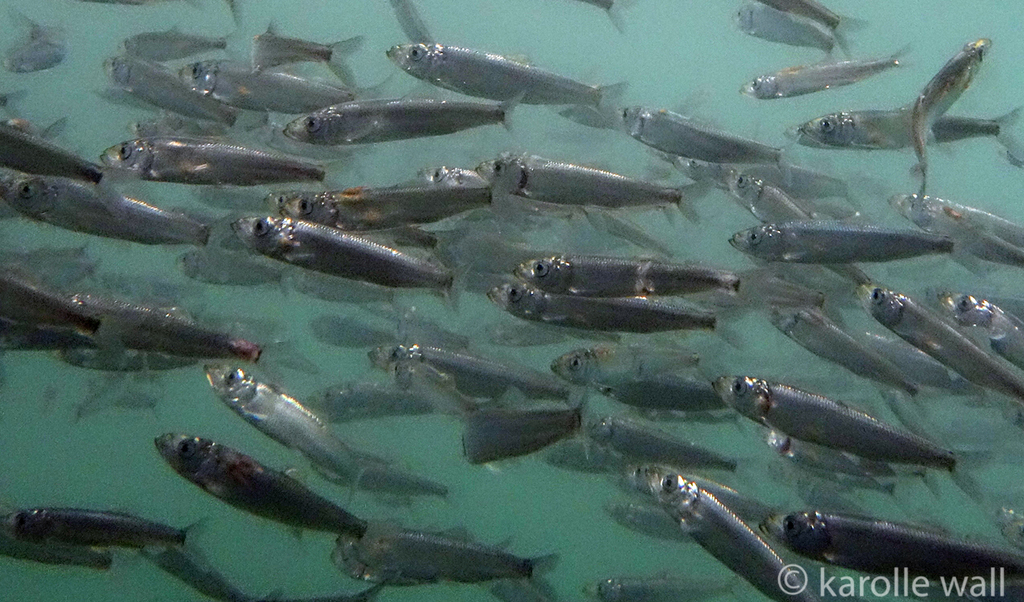 Pacific Herring (Clupea pallasii) - Marine Life Identification