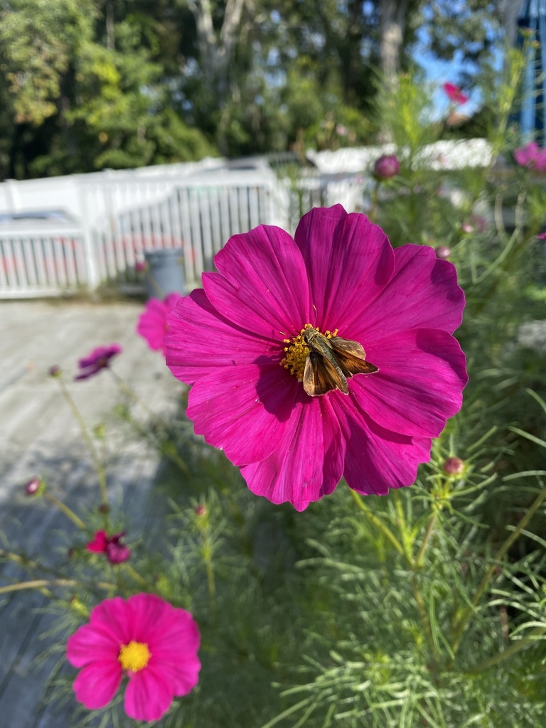 Huron Sachem from Long Island, Islip Terrace, NY, US on September 26 ...