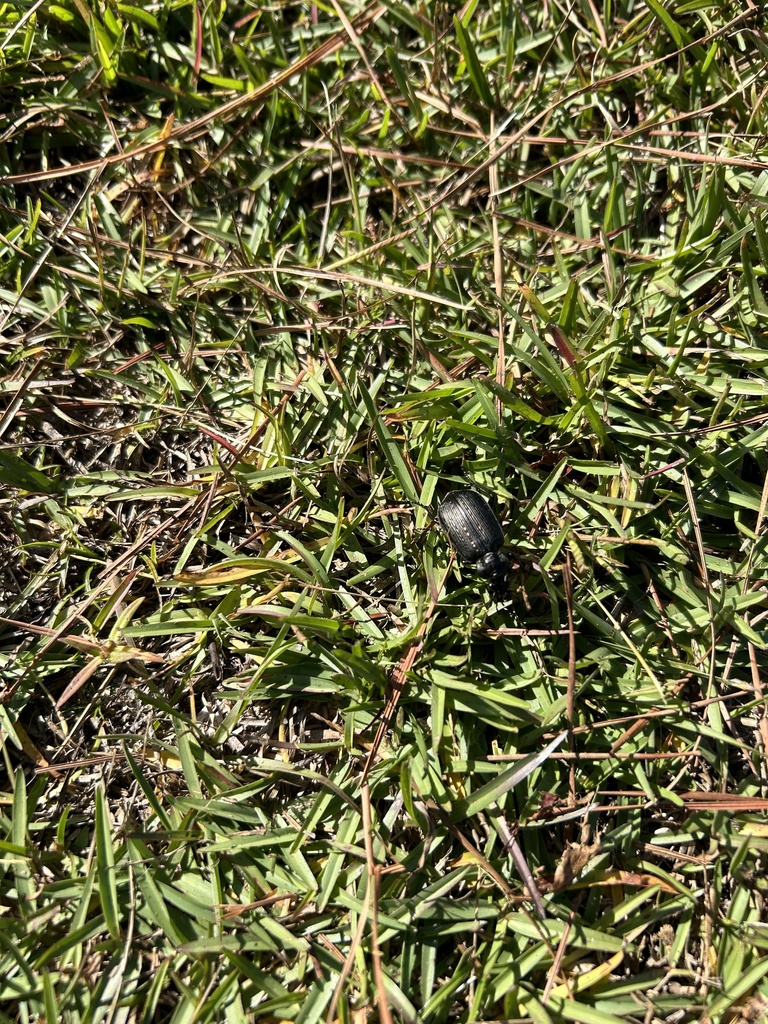 Black Caterpillar Hunter from Maxton, NC, US on October 24, 2024 at 12: ...