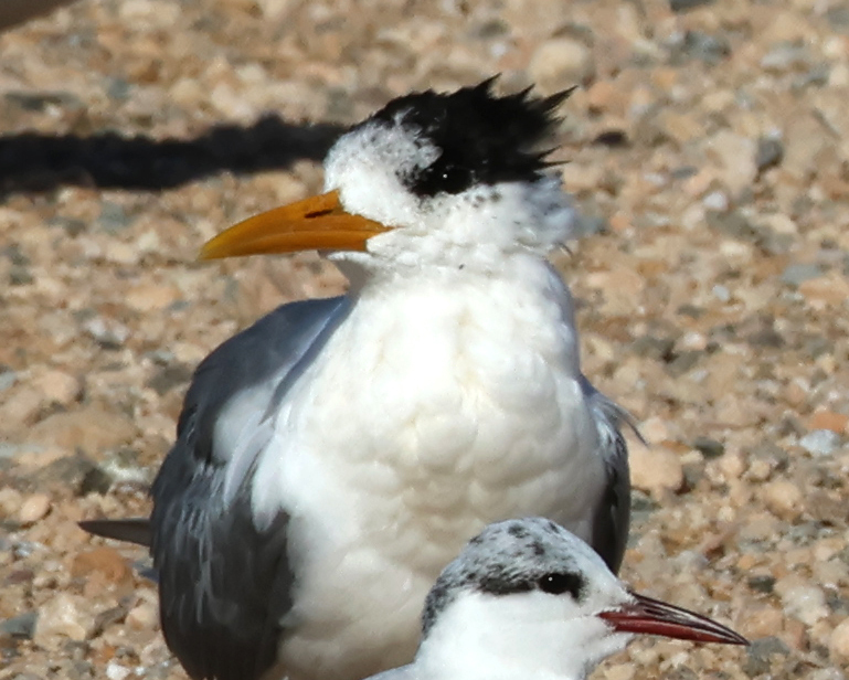 Eastern Great Crested Tern from Tailem Bend SA 5260, Australia on ...
