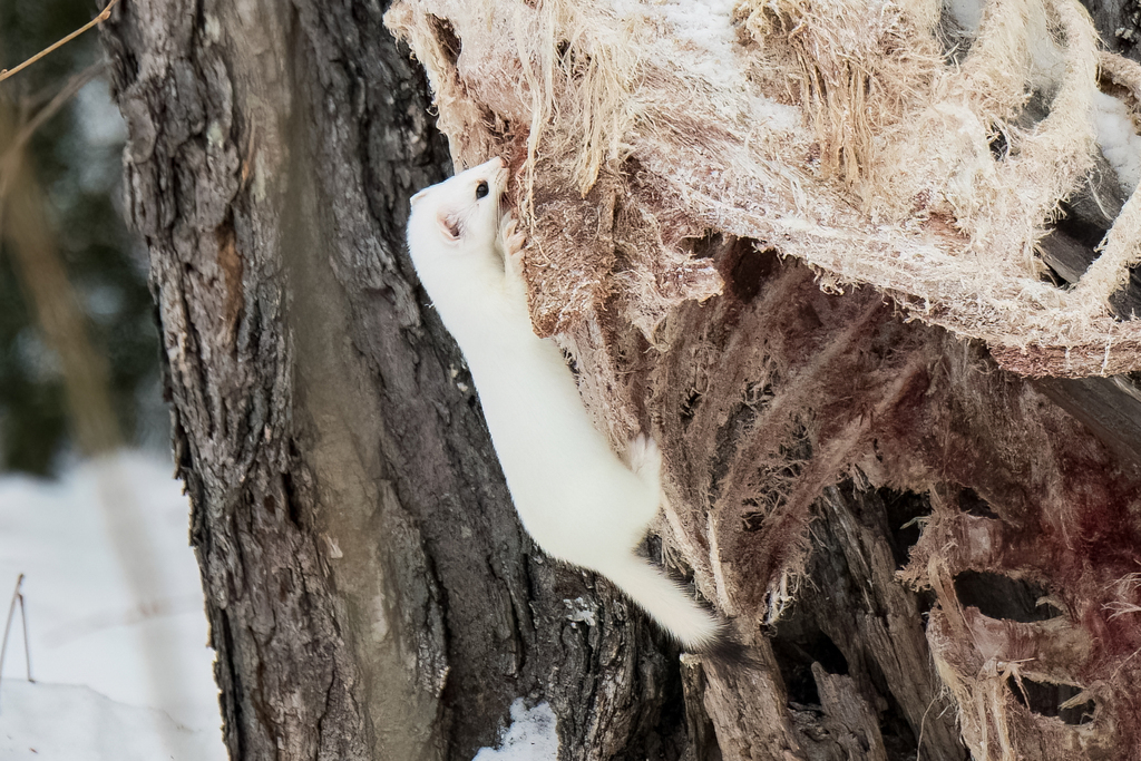 Short-tailed Weasel from St Louis County, MN, USA on February 6, 2023 ...