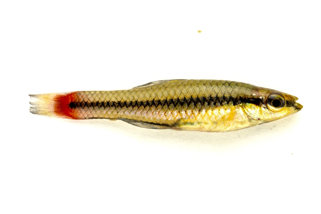 Bluefin Killifish from Berkeley County, US-SC, US on October 24, 2024 ...