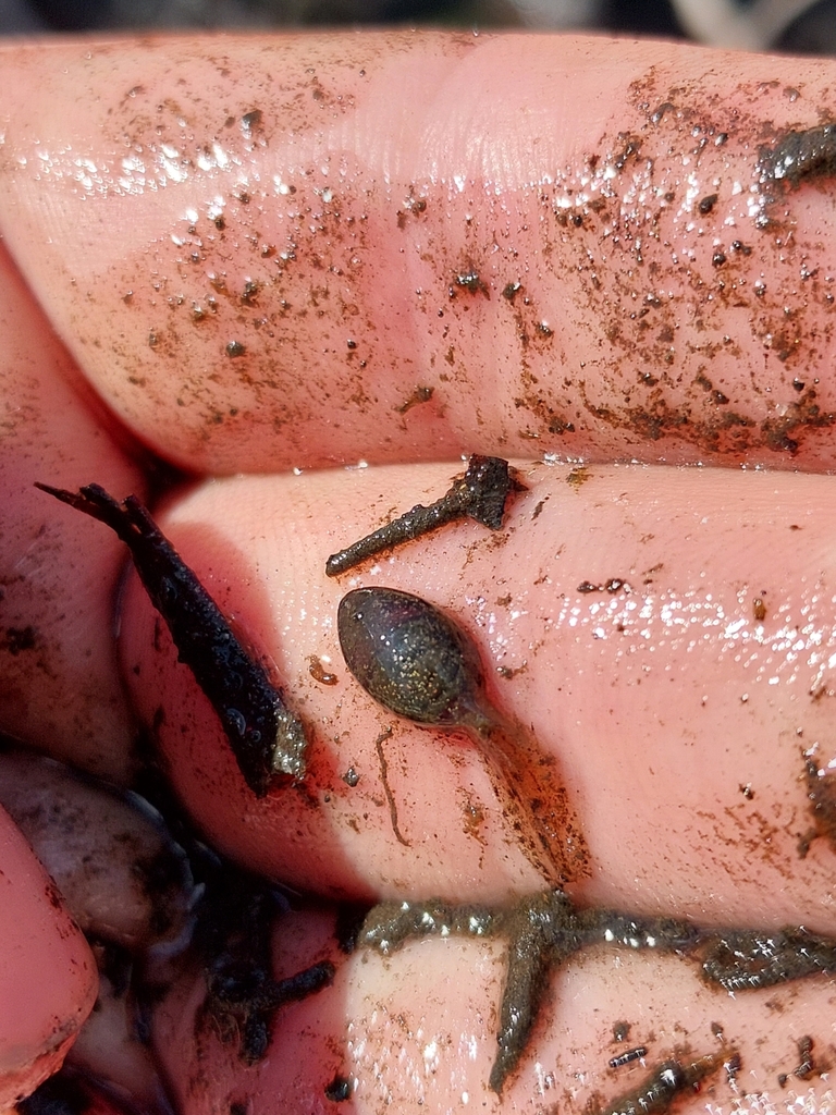 Florida Bog Frog in October 2024 by Sean Patton · iNaturalist