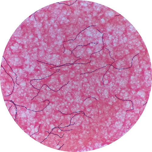Lactobacillus rhamnosus · iNaturalist