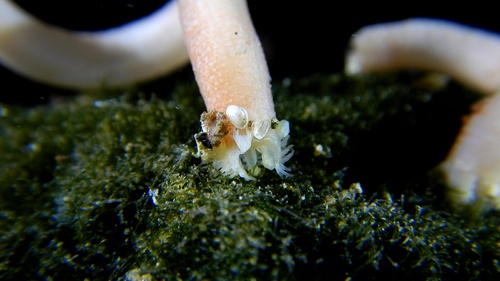 Leptosynapta inhaerens · iNaturalist Mexico
