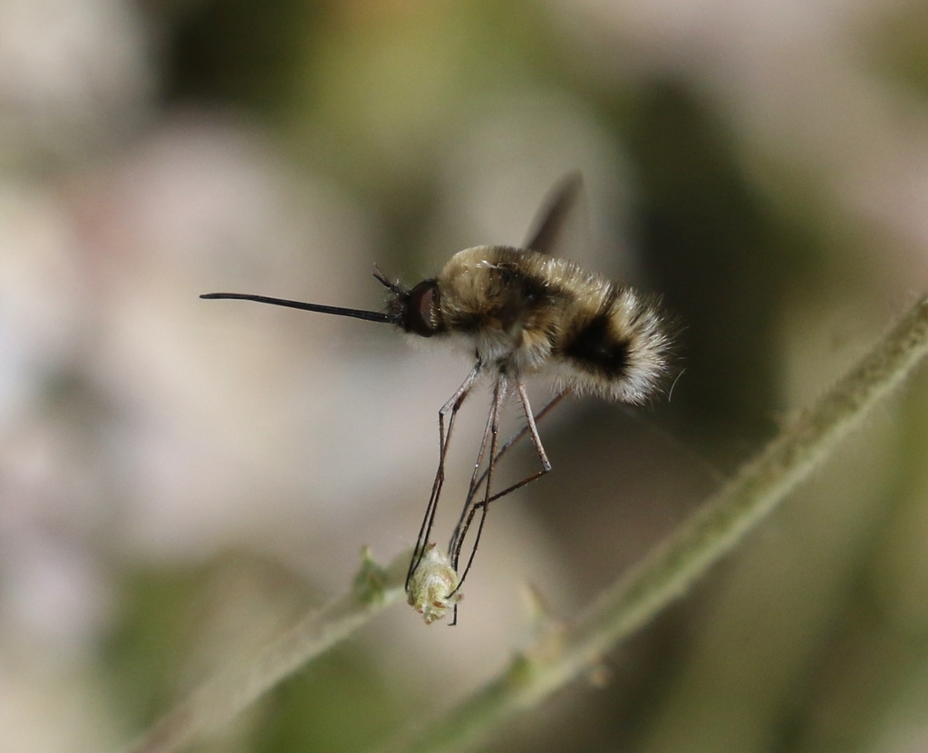 Greater Bee Flies from South Fork Trail, San Bernardino Mountains ...