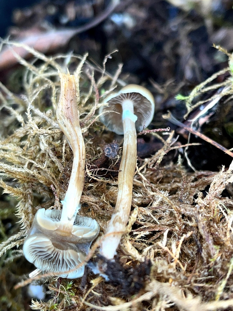Psilocybe stuntzii from Raymond, WA, US on October 24, 2024 at 02:23 PM ...