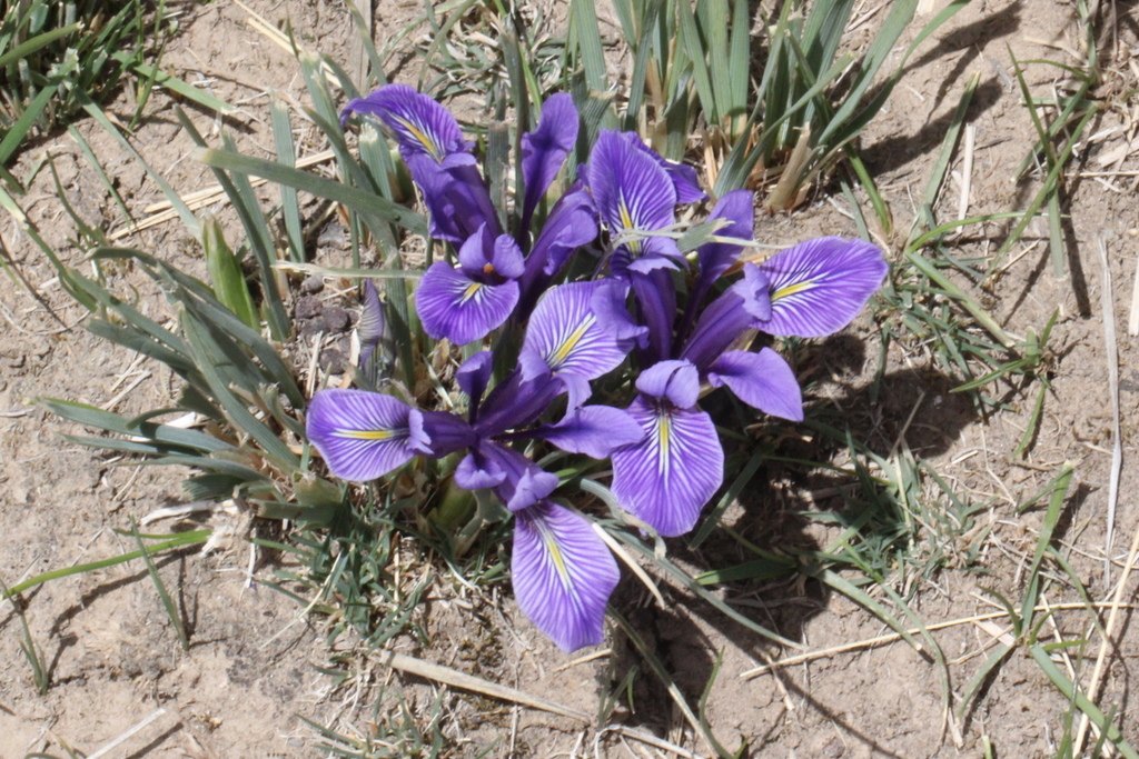 Iris loczyi from Road G109, Gonghe, Hainan, Qinghai, China on May 18 ...