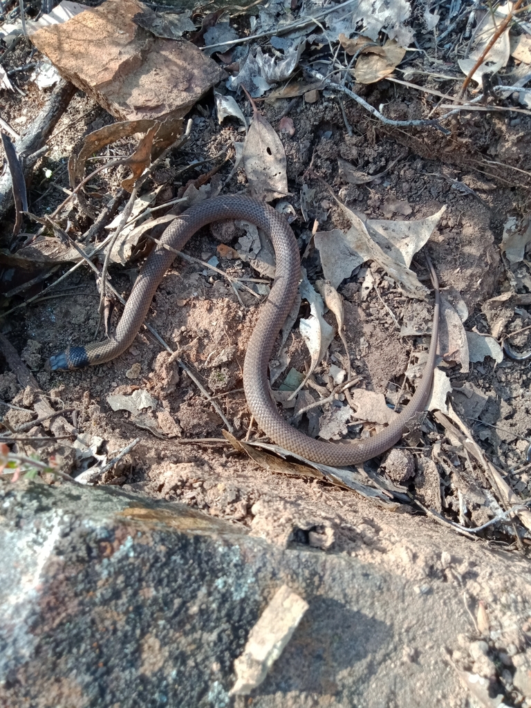 Eastern Brown Snake from Spring Gully VIC 3550, Australia on October 25 ...