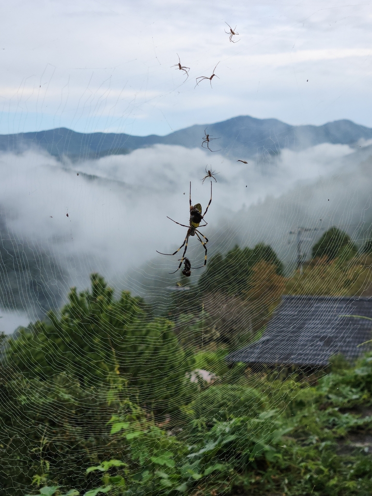 Joro Spider from Tanabe on October 25, 2024 at 08:10 AM by cinnagal ...