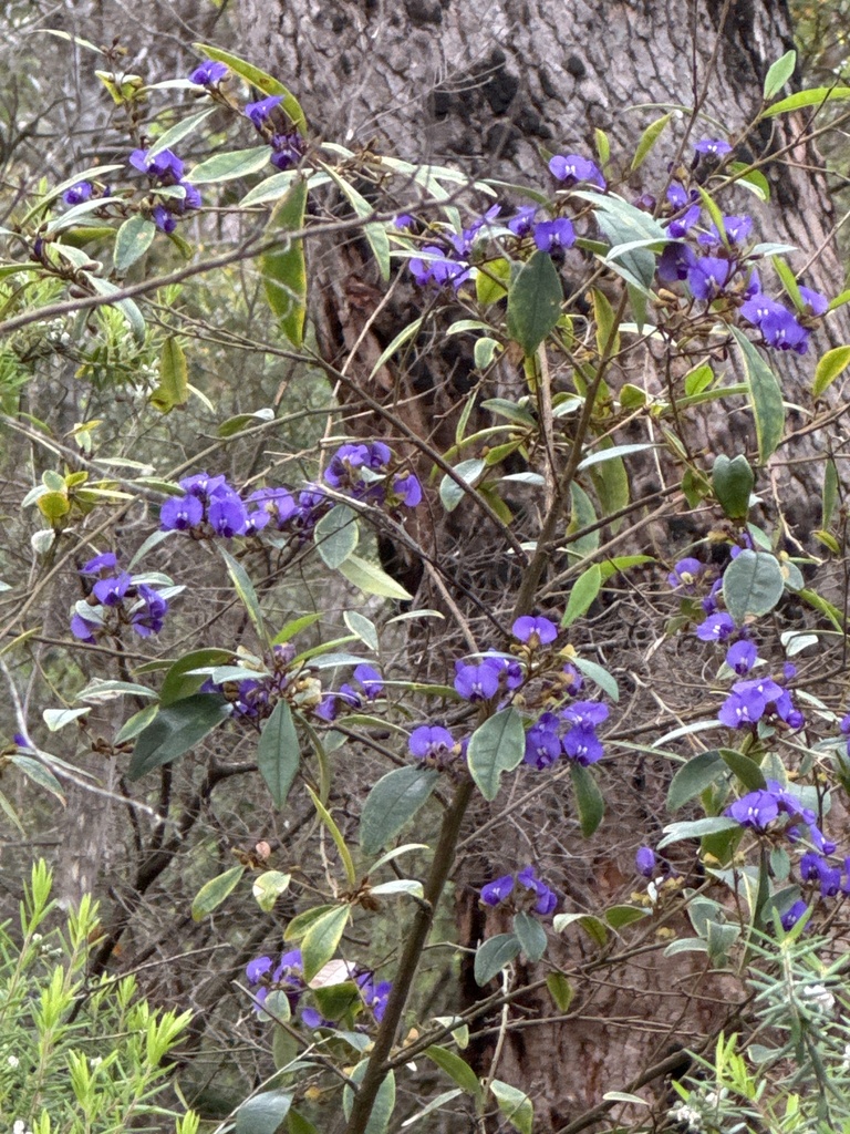 Tree Hovea from Burt St, Mount Clarence, WA, AU on October 25, 2024 at ...