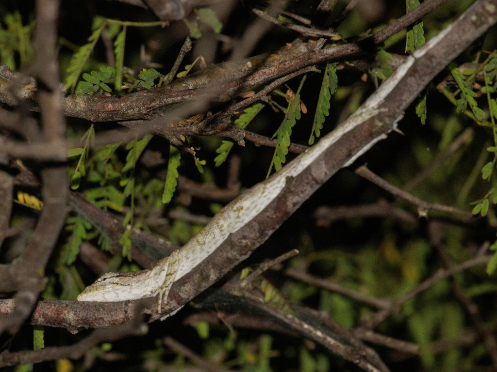 Brazilian Monkey Lizard from Caiçara do Rio do Vento - RN, Brasil on ...
