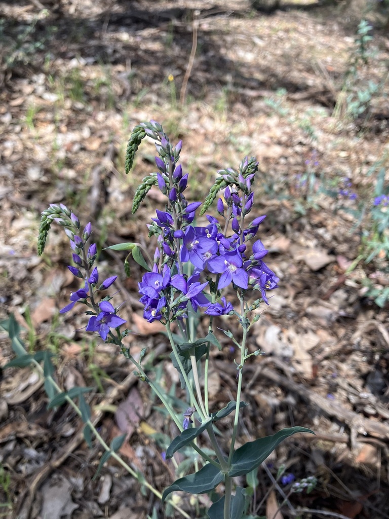 Digger's Speedwell from Chiltern-Mt Pilot National Park, Chiltern, VIC ...
