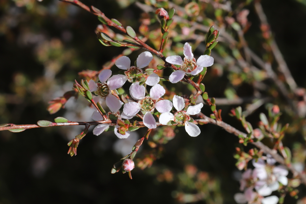 Small-leaf Tea-tree from Kings Tableland, Blue Mountains, NSW on ...