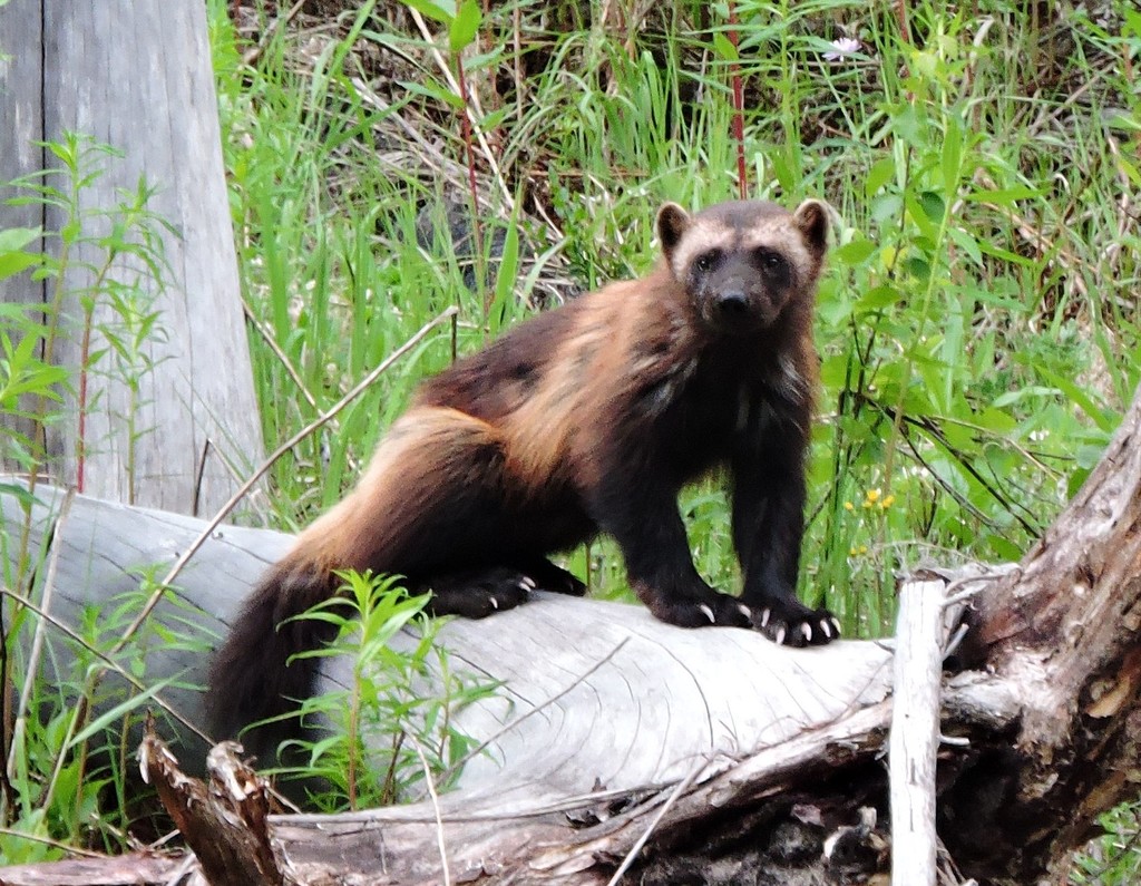 Wolverine in July 2019 by ichuck. Tokumm Creek · iNaturalist