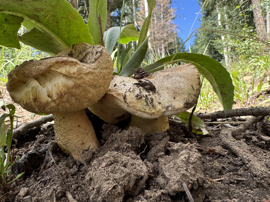 Cornflower Bolete in August 2024 by Jonathan Frank. Gyroporus cf ...