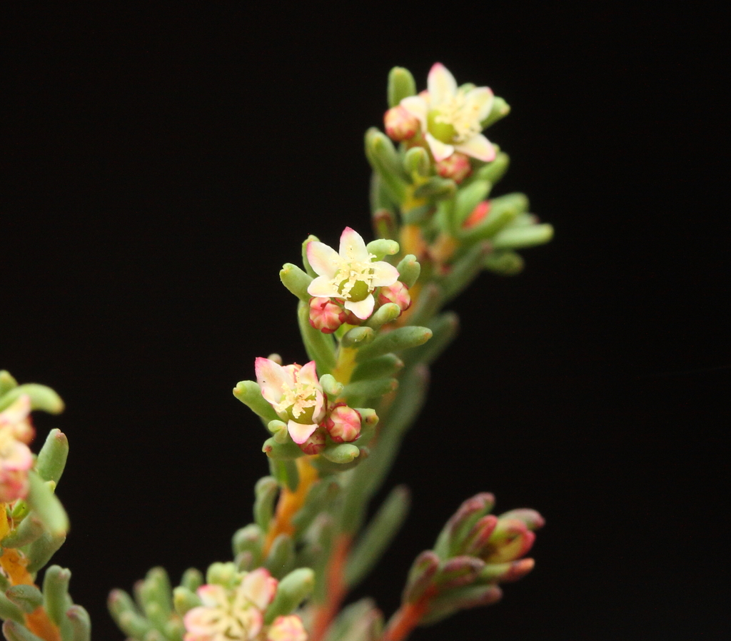 Monotaxis grandiflora obtusifolia from Barbalin WA 6479, Australia on ...