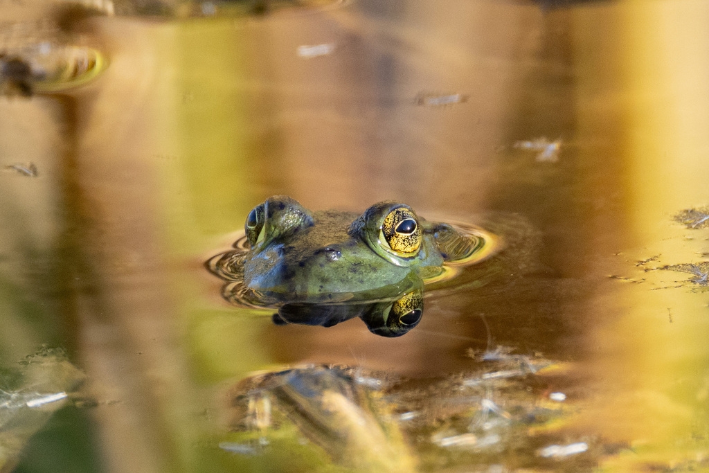 American Bullfrog from Boulder County, CO, USA on October 24, 2024 at ...