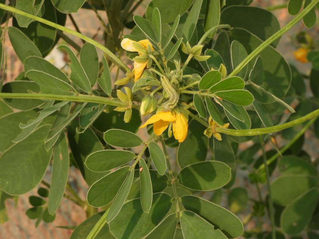Sickle Senna from Chang'An, Xi'An, Shaanxi, China on September 28, 2024 ...
