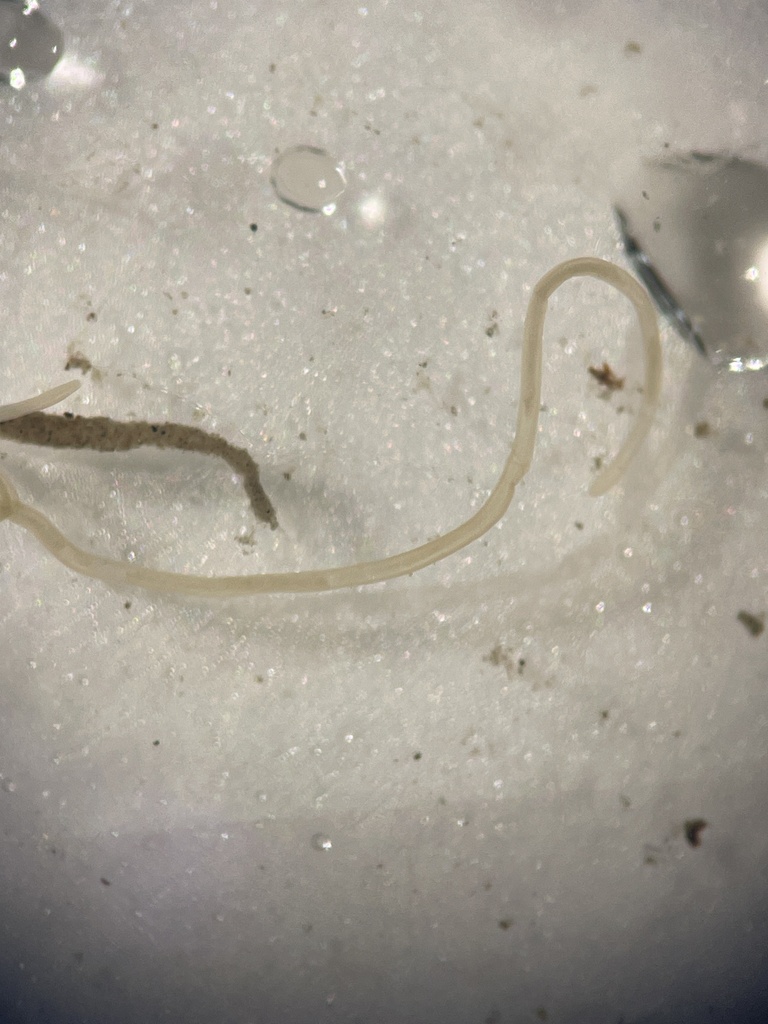 Insect-Parasitising Nematodes from Elbow River boat launch on October ...