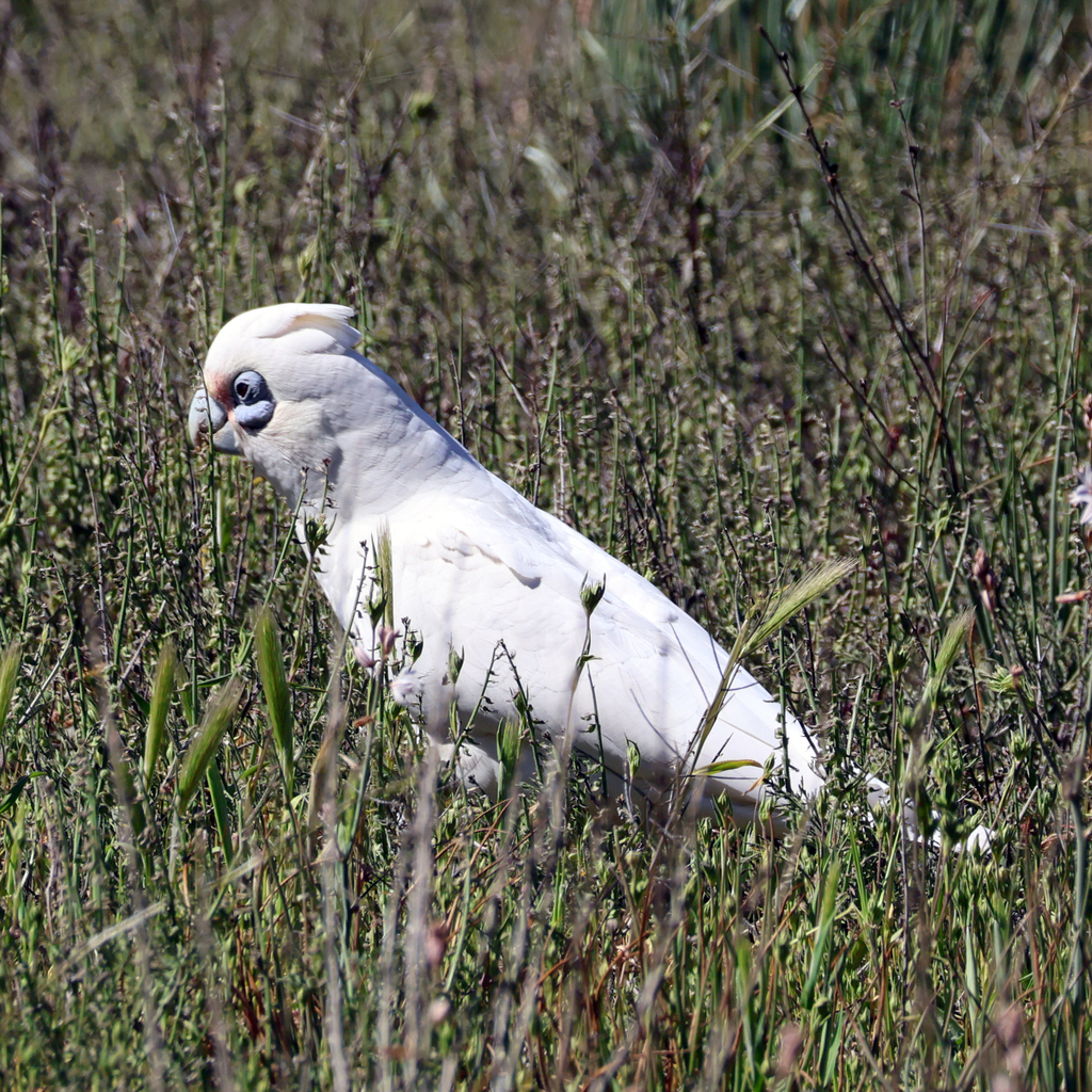 Little Corella from Flinders Ranges SA 5434, Australia on September 4 ...