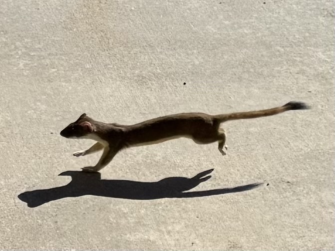 Long-tailed Weasel from Uinta-Wasatch-Cache National Forest, Huntsville ...