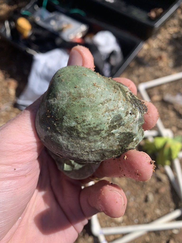 Round Pigtoe in October 2024 by Caleb Knerr. Best guess · iNaturalist