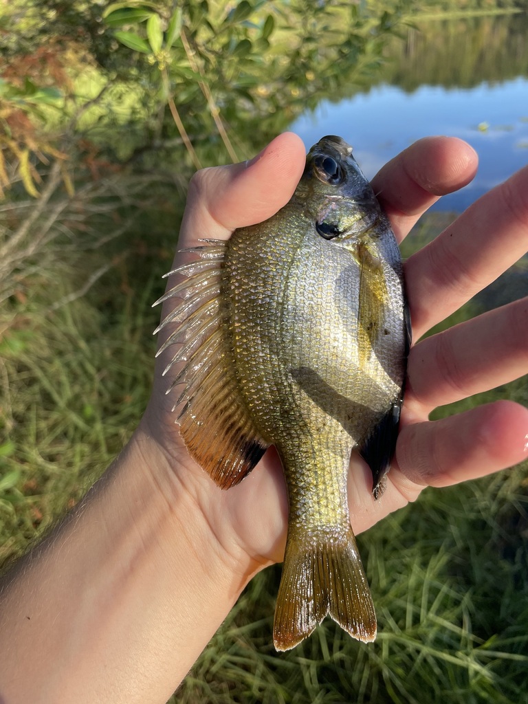 Bluegill from Orange County, FL, USA on October 24, 2024 at 05:40 PM by ...