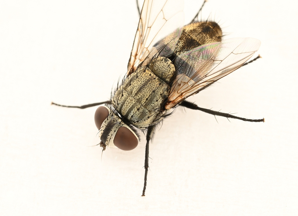 Hoplacephala linearis from 中国云南省德宏傣族景颇族自治州盈江县 on June 10, 2024 at 08:36 ...