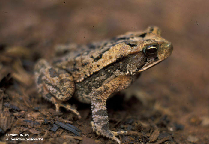 Sapo costero (Guía de Anfibios y Reptiles de San Andrés Tuxtla, Ver ...