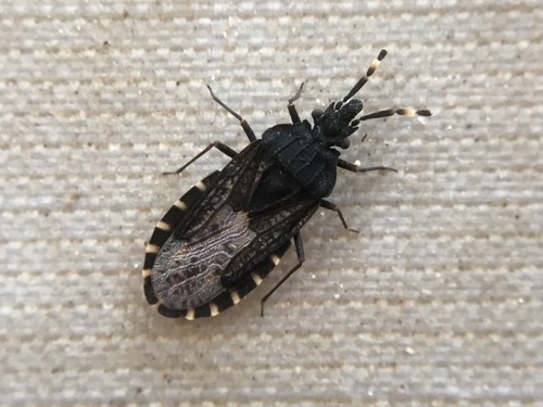 Aradus acutus · iNaturalist