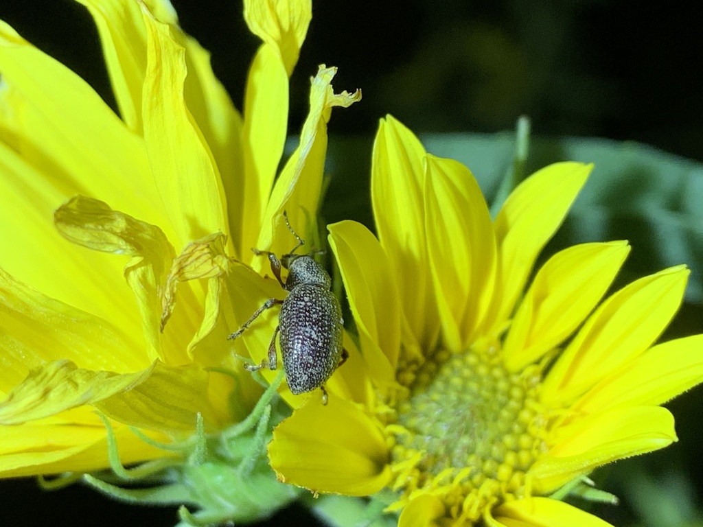 Cribrate Weevil from The University of New Mexico, Albuquerque, NM, US ...