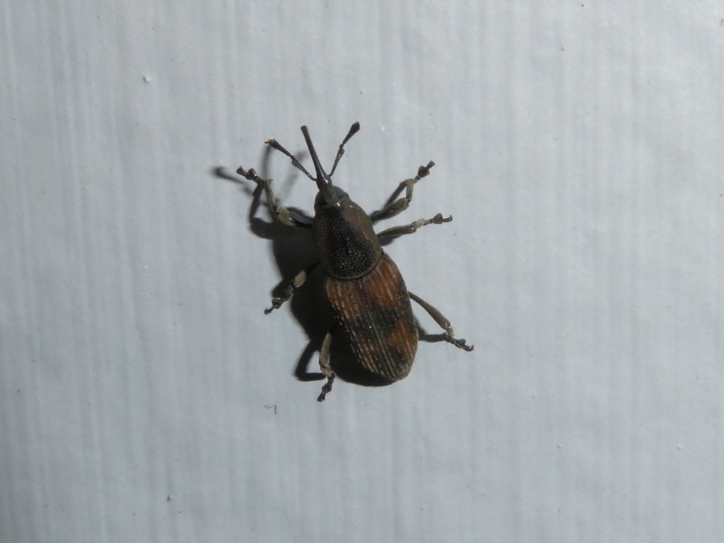 New Guinea sugarcane weevil from Lembang, West Bandung Regency, West ...
